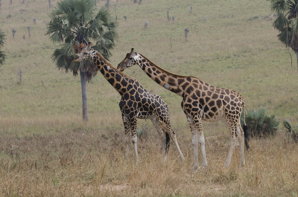 10 Days Uganda Wildlife Safari - Explore Wildlife Africa