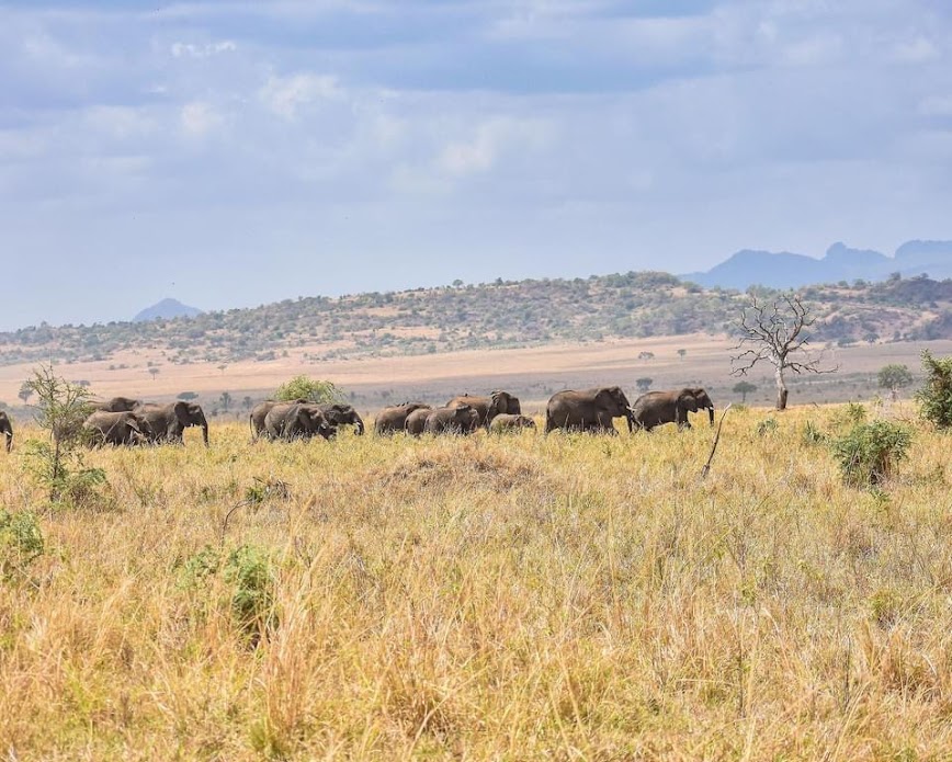 10 Days Kenya all National Parks Adventure Safari - Explore Wildlife Africa