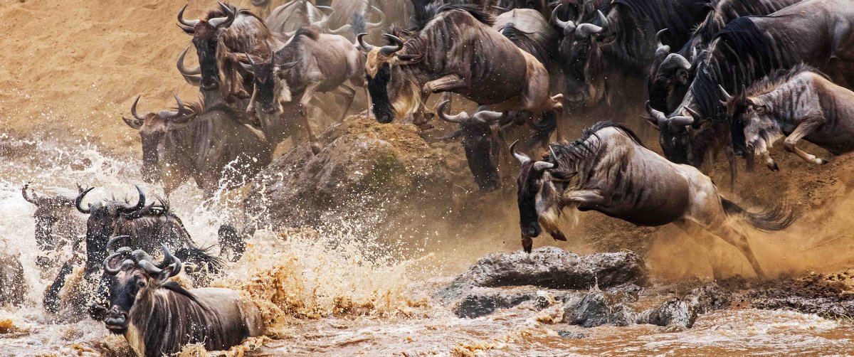7 Days Kenya Adventure wildebeest migration Safari